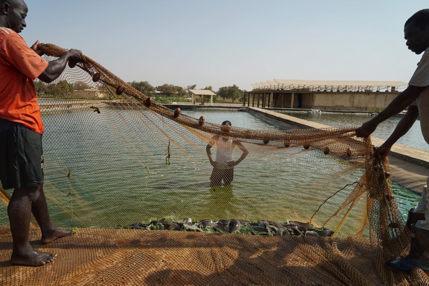 Large-scale Fish Farm catches the Sun - Victron Energy