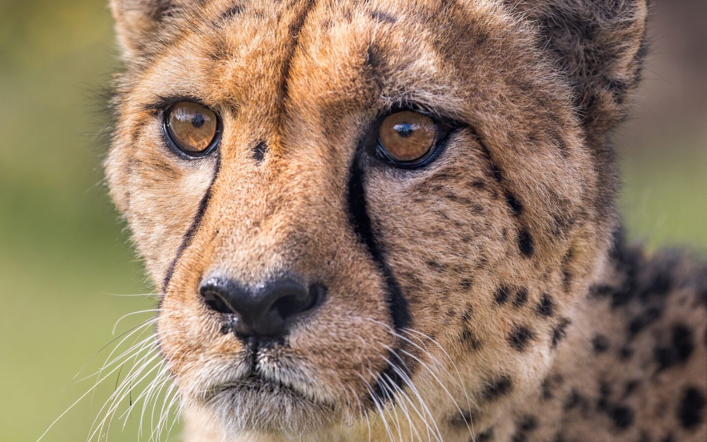 Master craftsmen's two-year Mercedes conversion - Victron Energy