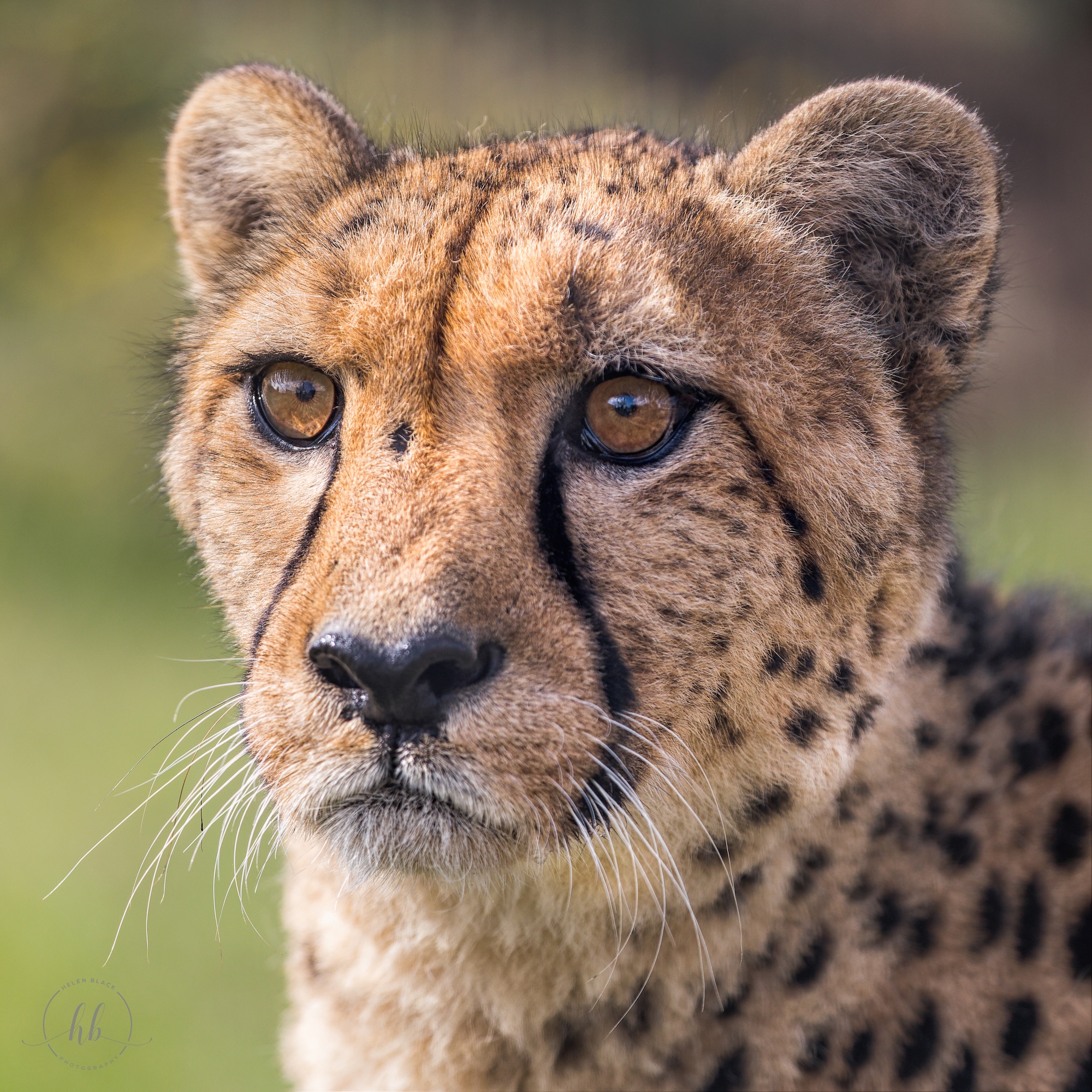 Cheetah Animal Face